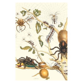 Tarantulas & Army Ants, 20" x 30" - Contemporary - Prints And Posters ...