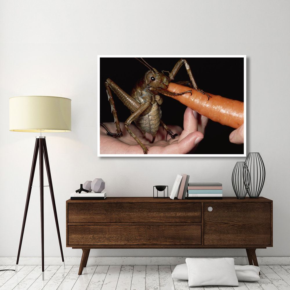 Giant Weta Eating A Carrot, Little Barrier Island, New Zealand-Paper ...