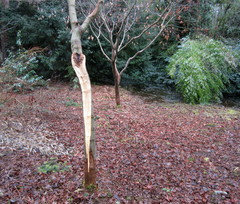 Trunk split on my Red Bark Maple - Help!