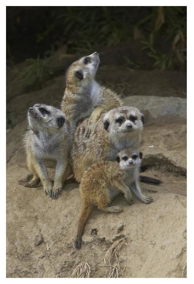 Meerkat Group Huddling Together, Native To Africa-Paper Art, 12"x18 ...