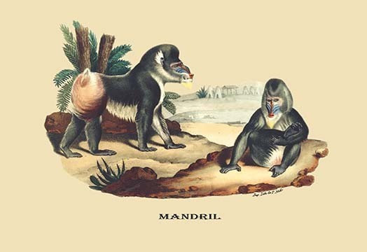 Mandril, 12" x 18" - Traditional - Prints And Posters - by Buyenlarge ...