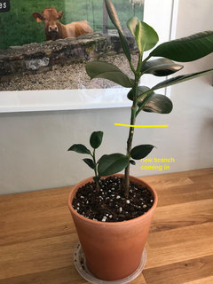 Pruning ficus elastica–looking for suggestions on shaping & branching