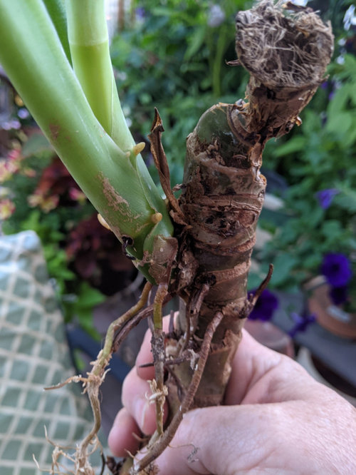 Potting advice needed for giant aroid cutting