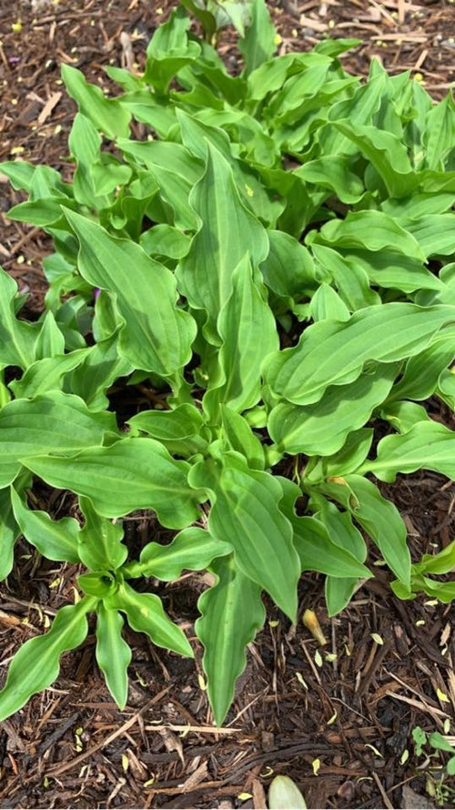Hosta Identification 2