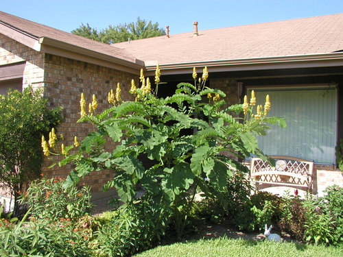 HAVE: Candlestick Tree Seeds