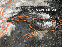 Removing tree roots near a gas line