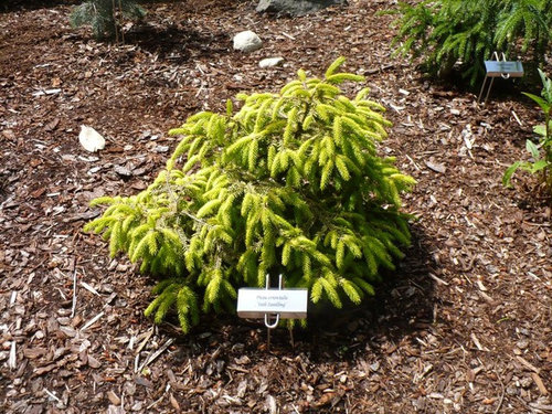Four years of Picea orientalis 'Iseli Seedling'