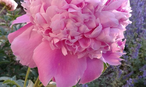 Peonies identification