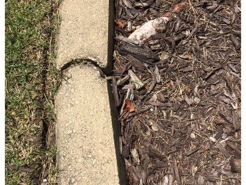 What to do about River Birch roots