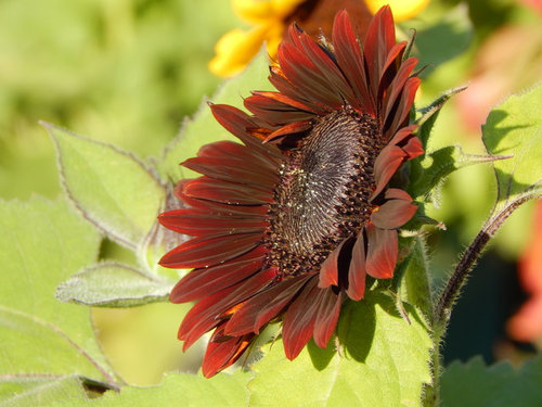 Chocolate sunflowers