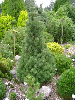 Pinus mugo Tannenbaum
