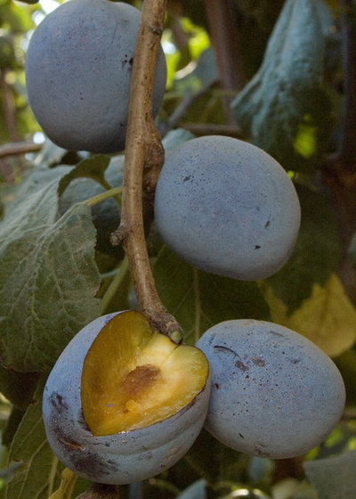 How to Grow Your Own Juicy Plums
