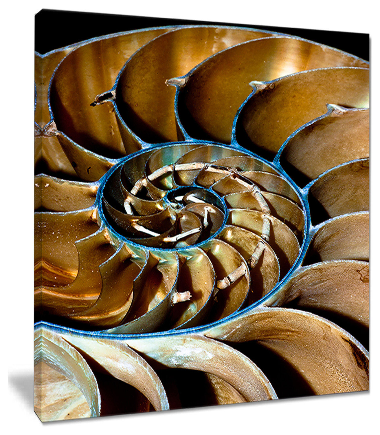 "Brown Large Nautilus Shell" Abstract Art Canvas Print, 30"x40 ...
