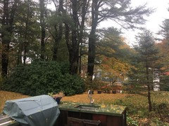 Neighbors gross fence, my weird landscaping aesthetic