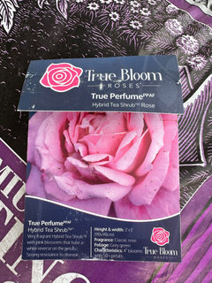 True bloom Roses
