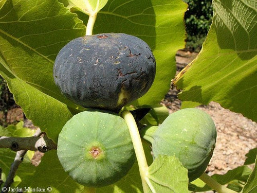 Mundani Botanical Garden