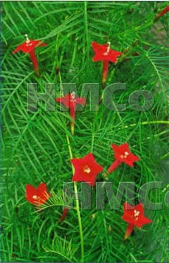 Vining Fern - what is it?