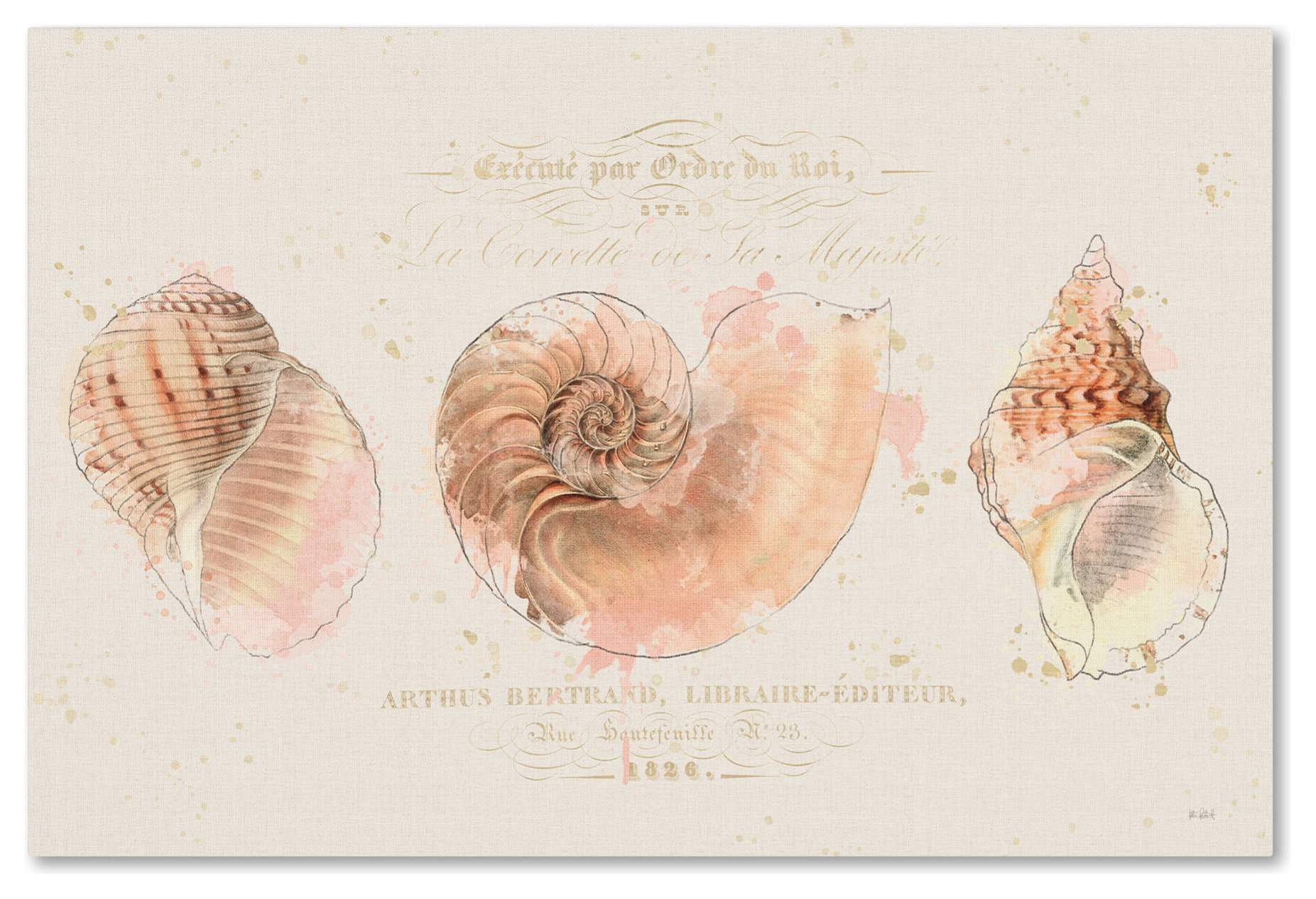 Katie Pertiet 'Shell Collector I' Canvas Art, 30"x 47" - Beach Style ...