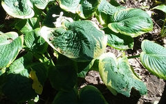 Trip to Fox Hosta Farm | Houzz Forum