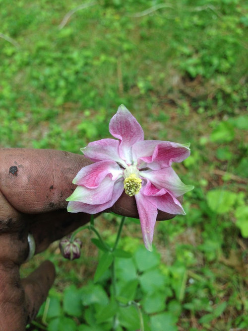what is this pink, drooping flower?