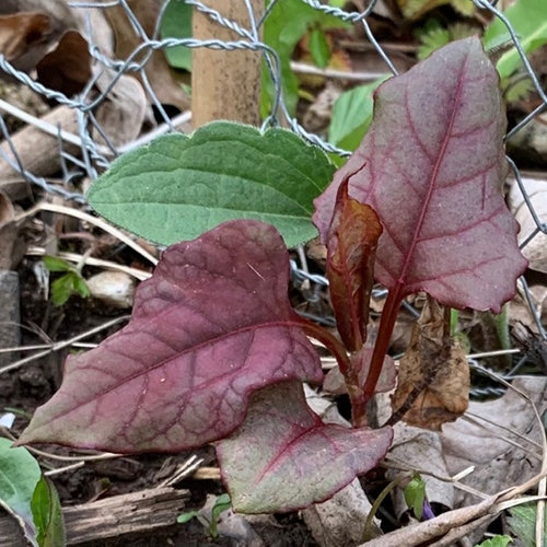 Help ID plant with red/purple leaves