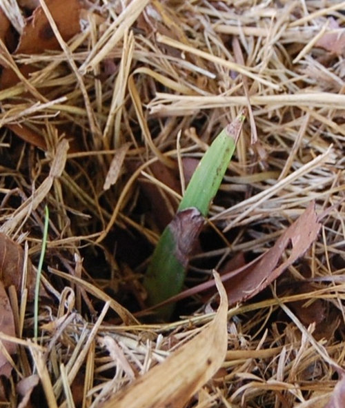 Weird palm thingie, which palm?