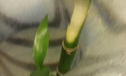 Lucky Bamboo Rot