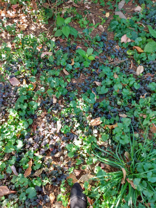 Overgrown front lawn garden