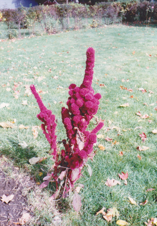 Red Cattail-esque Plant, What am I?