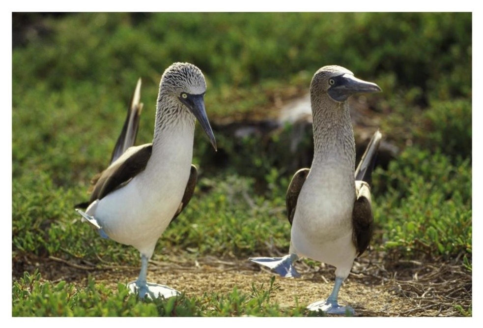 Blue-Footed Booby Pair In Courtship Dance, Galapagos Islands, Ecuador ...