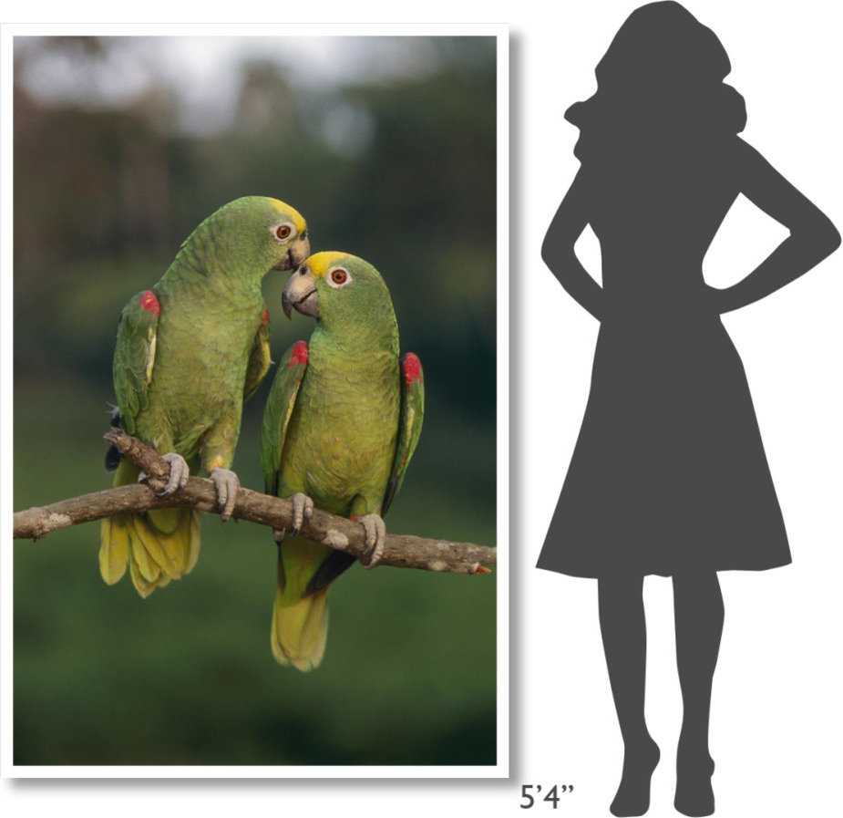 "Yellow-crowned Parrot pair, Venezuela" Paper Print by Thomas Marent ...