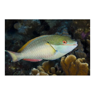 Red-Banded Parrotfish, Bonaire, Netherlands Antilles, Caribbean-Paper ...