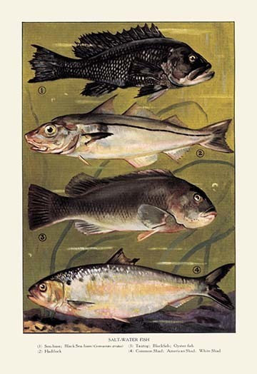 Saltwater Fish #3, 20" x 30" - Beach Style - Prints And Posters - by ...