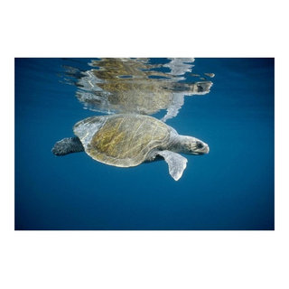 "Olive Ridley Sea Turtle Swimming in Open Ocean, Ecuador" Wall Art, 26 ...