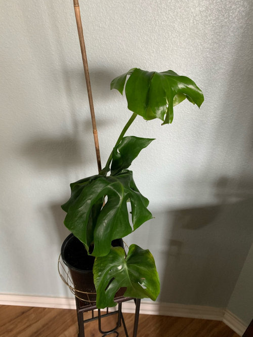 Droopy Monstera Deliciosa leaves.