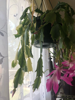 Please, let's see your variegated Christmas cactus!
