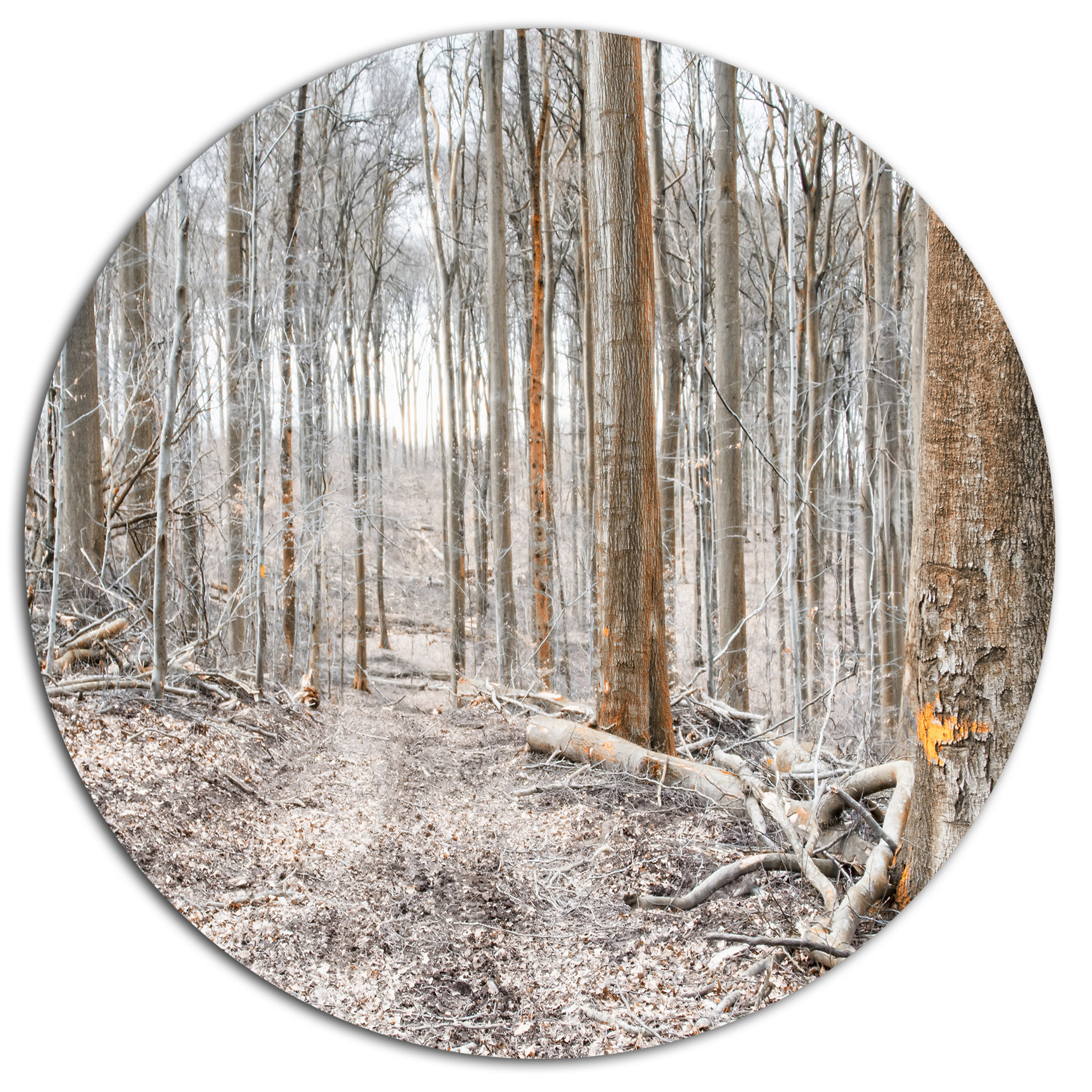 Dense Forest In The Winter Photography, Forest Round Wall Art, Disc of ...