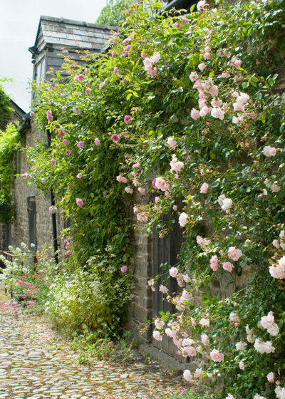 9 Roses That Landscape Designers Love