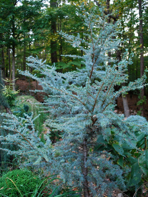 Blue Atlas Cedar | Houzz