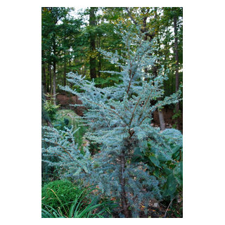 Horstmann Blue Atlas Cedar - Eclectic - Landscape - Charlotte - by Jay ...