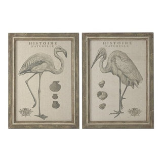 Uttermost Natural History Framed Art Set of 2 - Tropical - Prints And ...