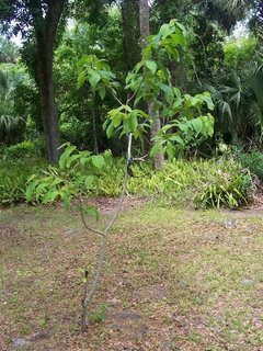 Growing a grafted cherimoya in a pot.