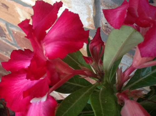 Split flowers advice needed | Houzz Forum