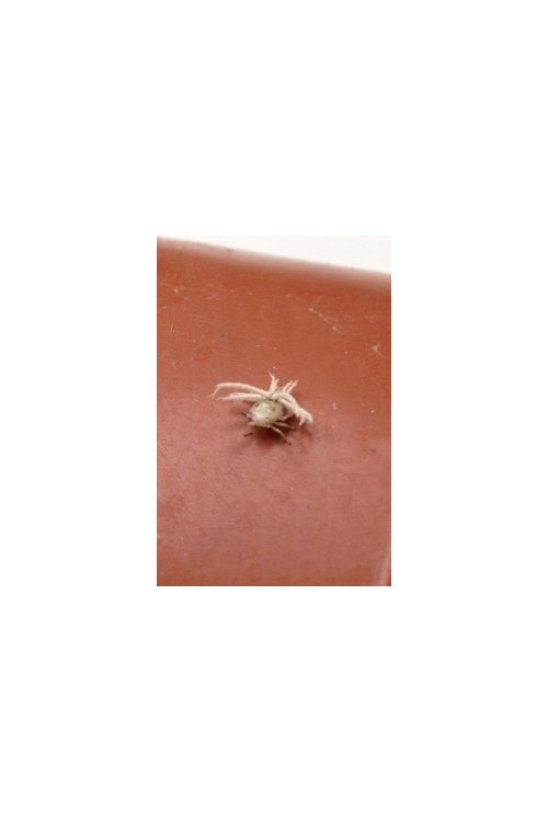 White jumping insect