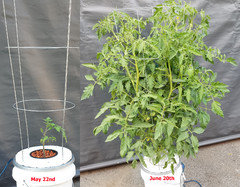 Need help solving a tomato mystery - curling, chlorosis, spots, more