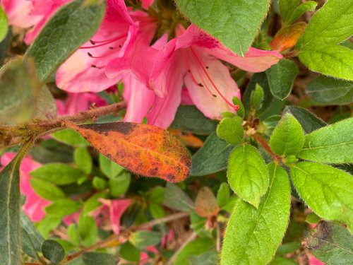 Azalea leaf problem.