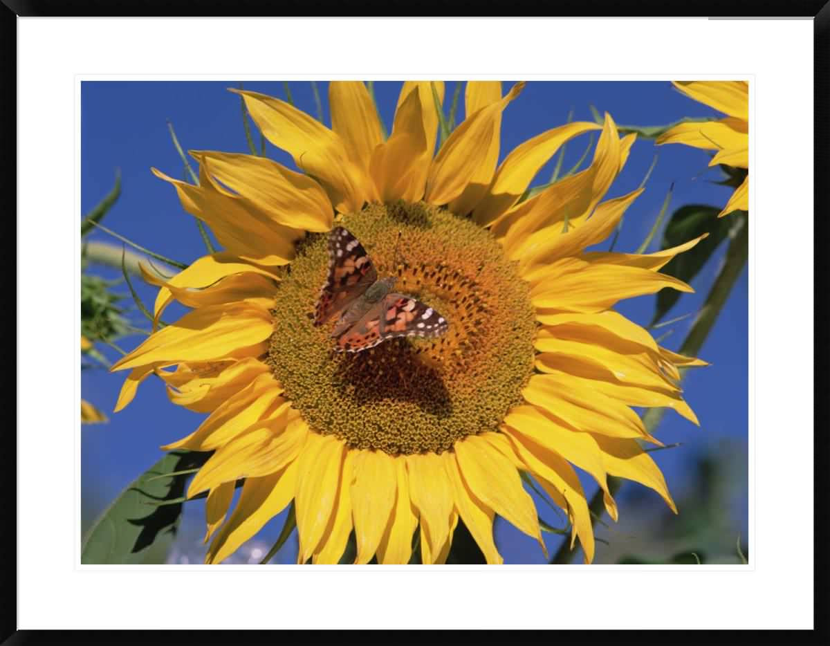 "Painted Lady butterfly on sunflower, New Mexico" by Tim Fitzharris ...