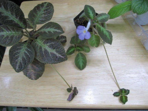 Episcia Lilacina and Spring Symphony..........