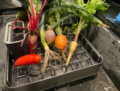 Swiss Chard root: edible and not bad!