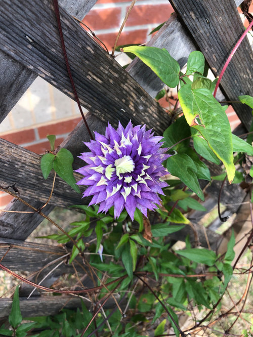 Frost, freeze and goodbye to blooms | Houzz Forum